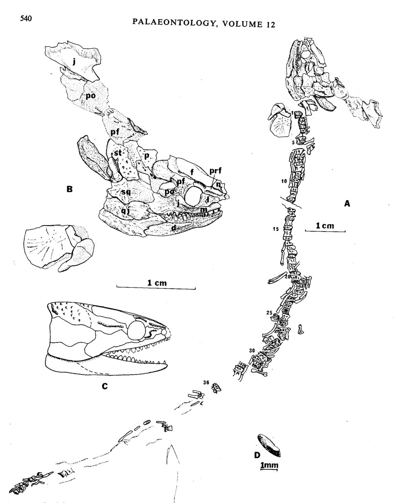 Other Early Tetrapod Projects